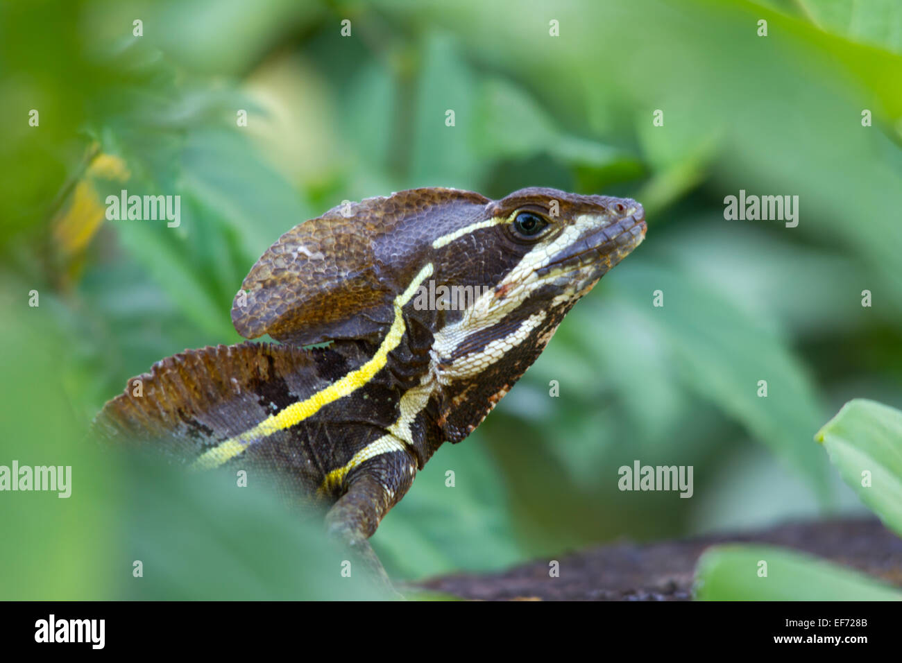 Common basilisk hi-res stock photography and images - Alamy