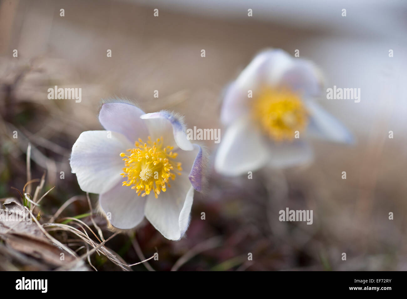 Spring Pasque flower Stock Photo - Alamy
