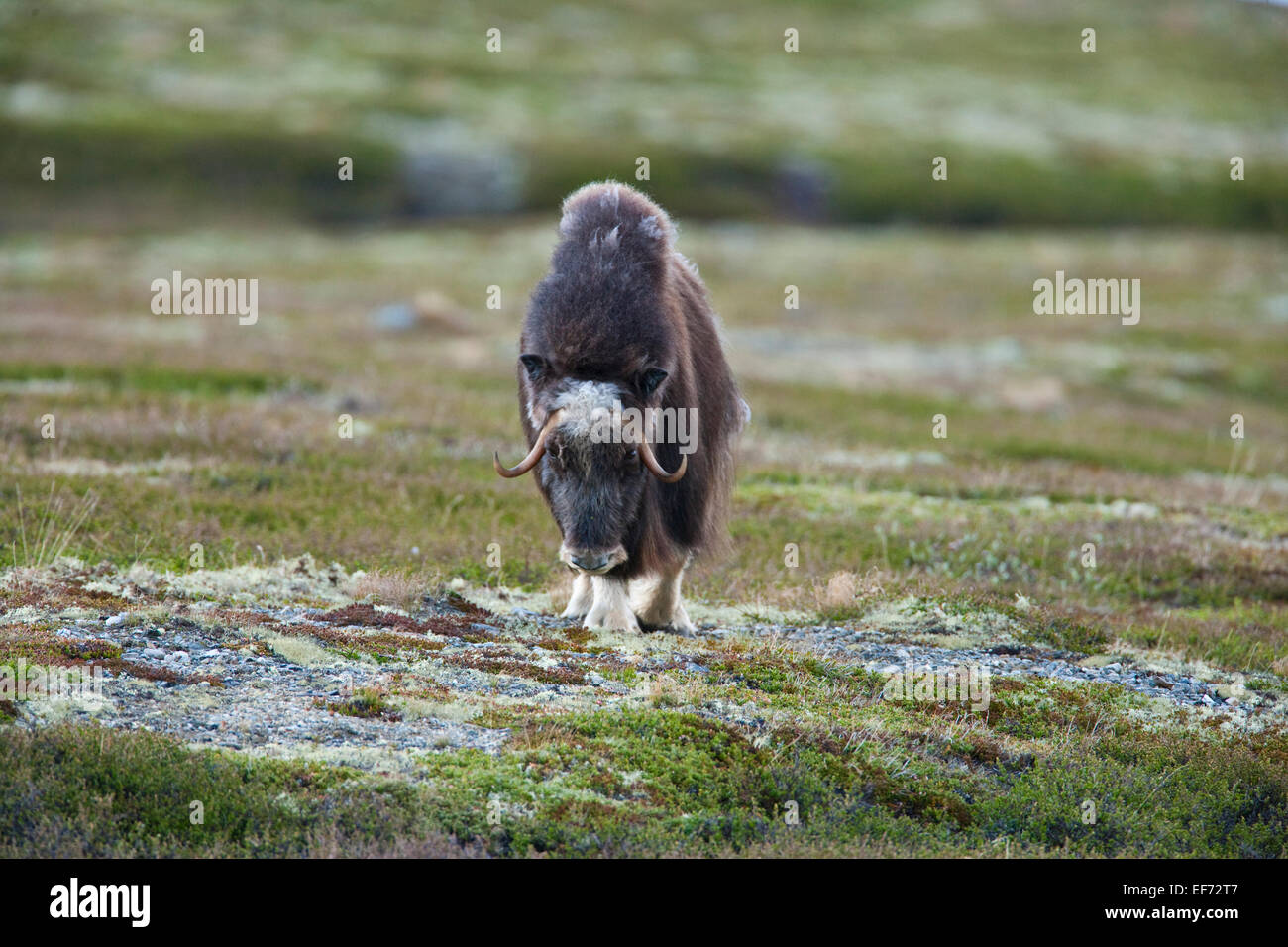 Young musk ox feeding Stock Photo - Alamy