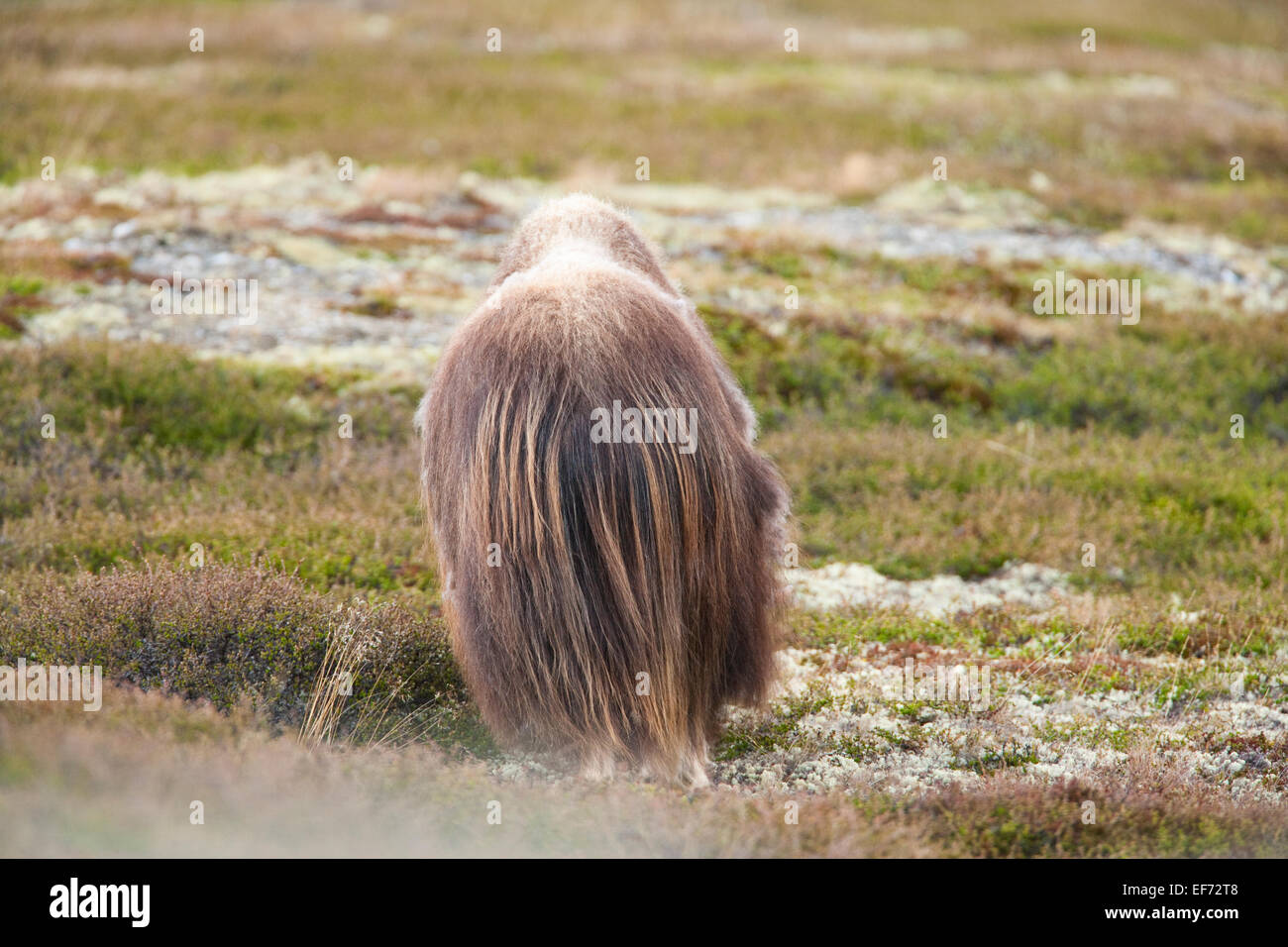 Female musk ox feeding Stock Photo - Alamy