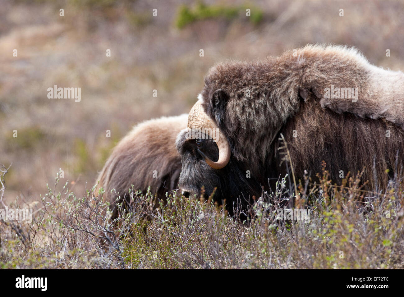Male musk oxen Stock Photo - Alamy