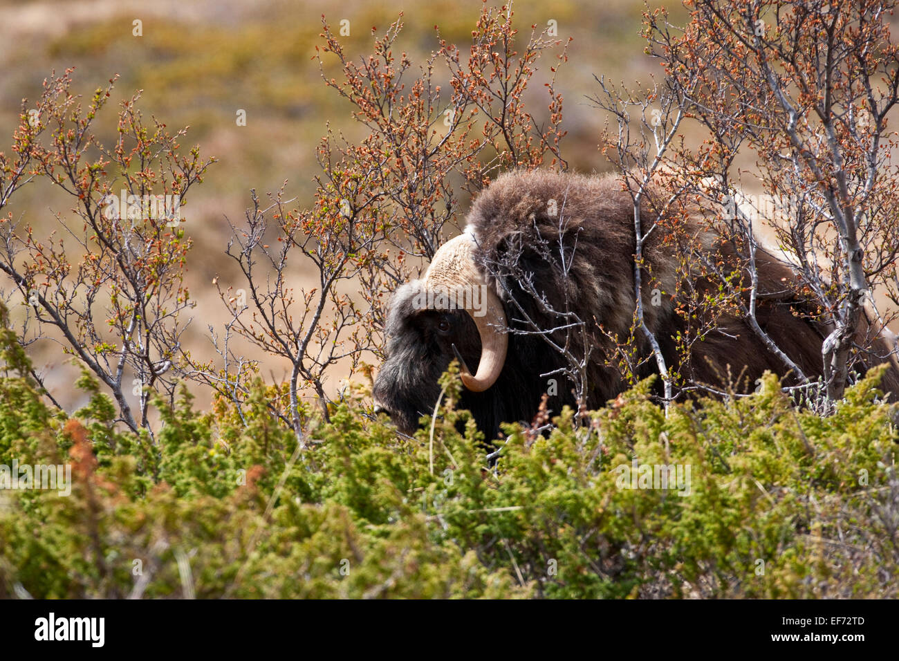 Male musk ox feeding Stock Photo - Alamy