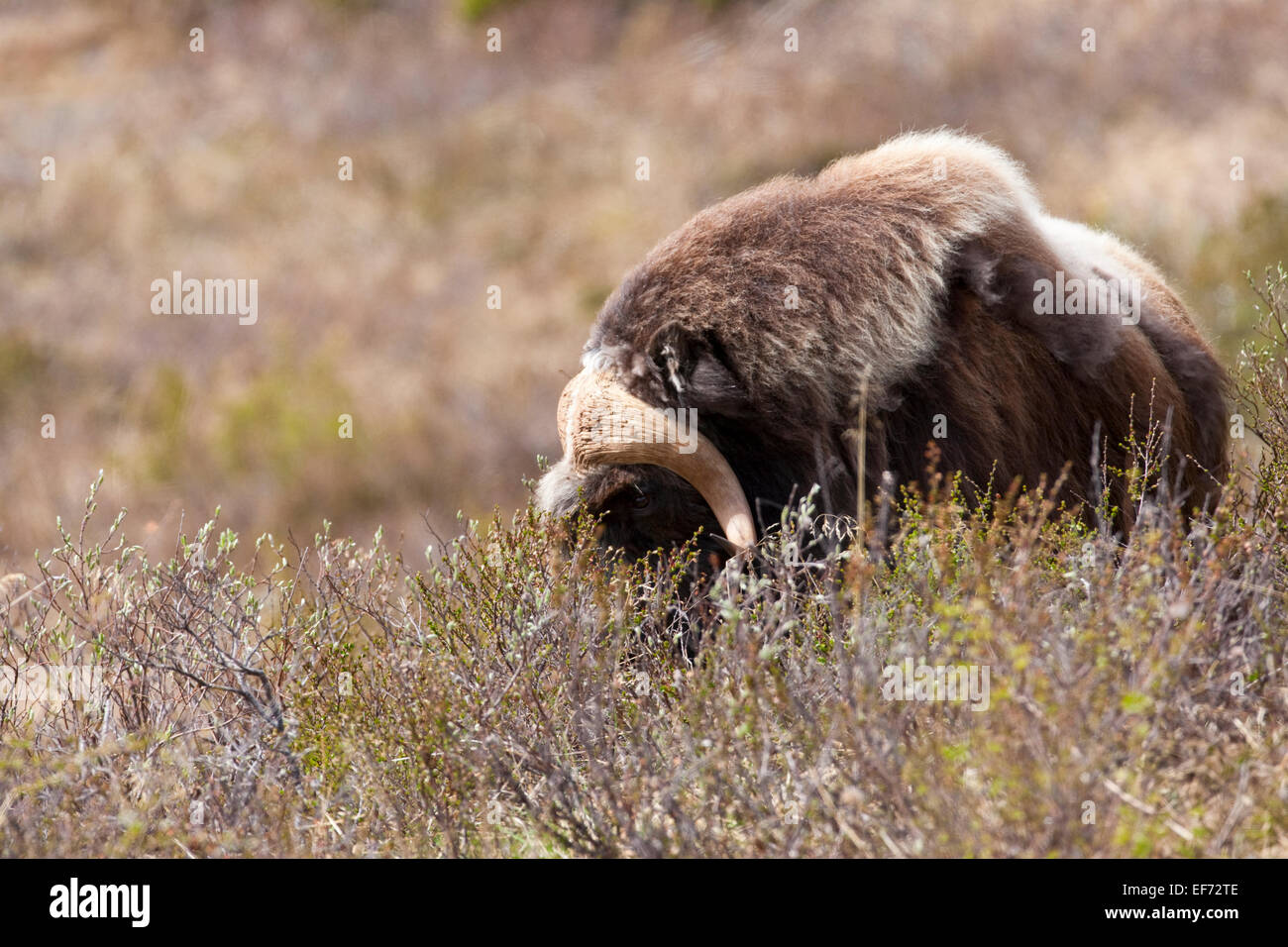 Male musk ox feeding Stock Photo - Alamy