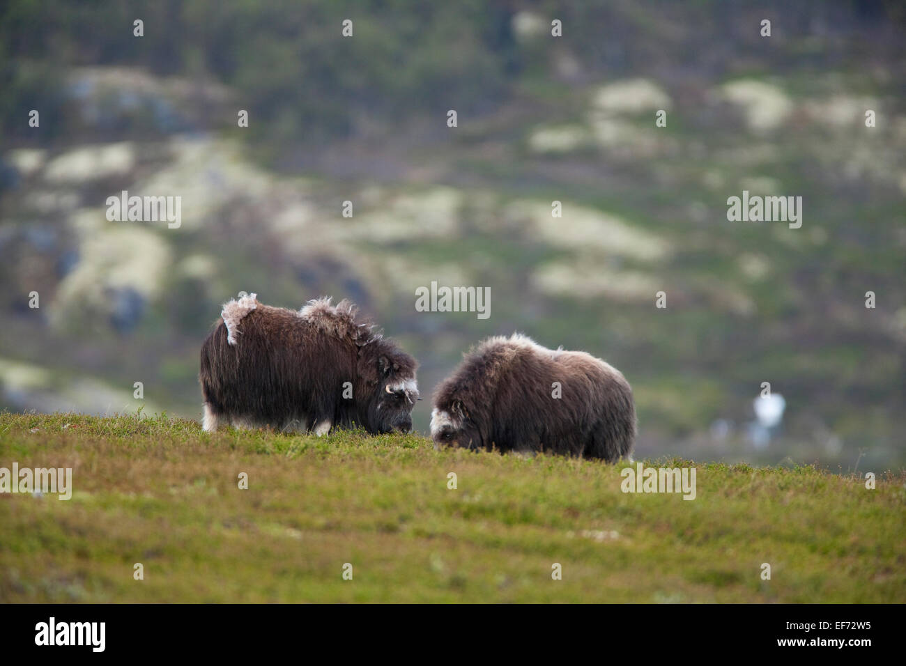 Young musk oxen feeding Stock Photo - Alamy
