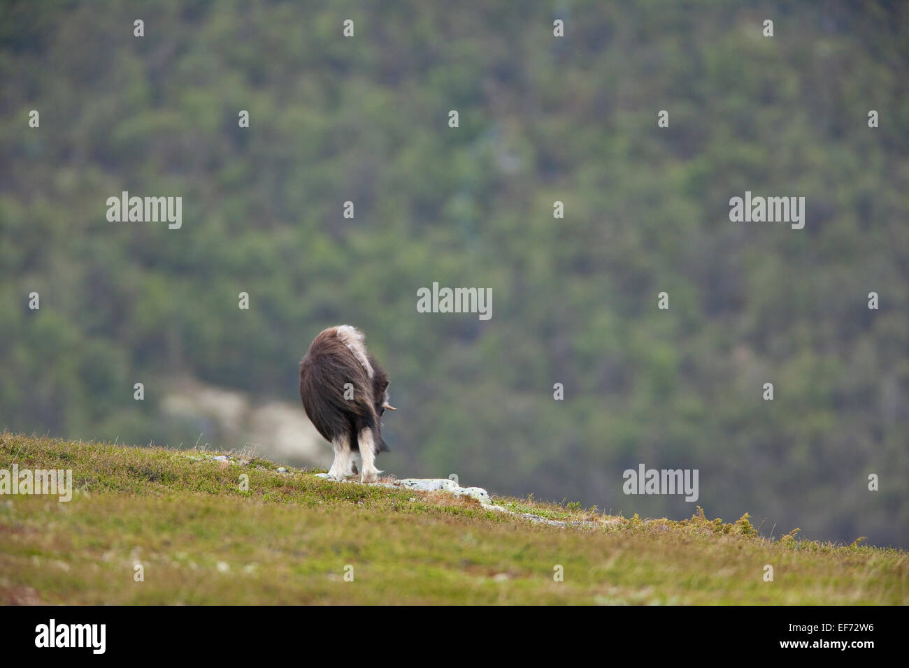 Young musk ox feeding Stock Photo - Alamy
