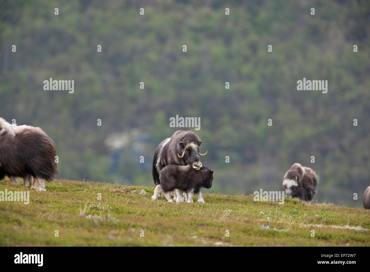 Female musk ox with its calf Stock Photo - Alamy