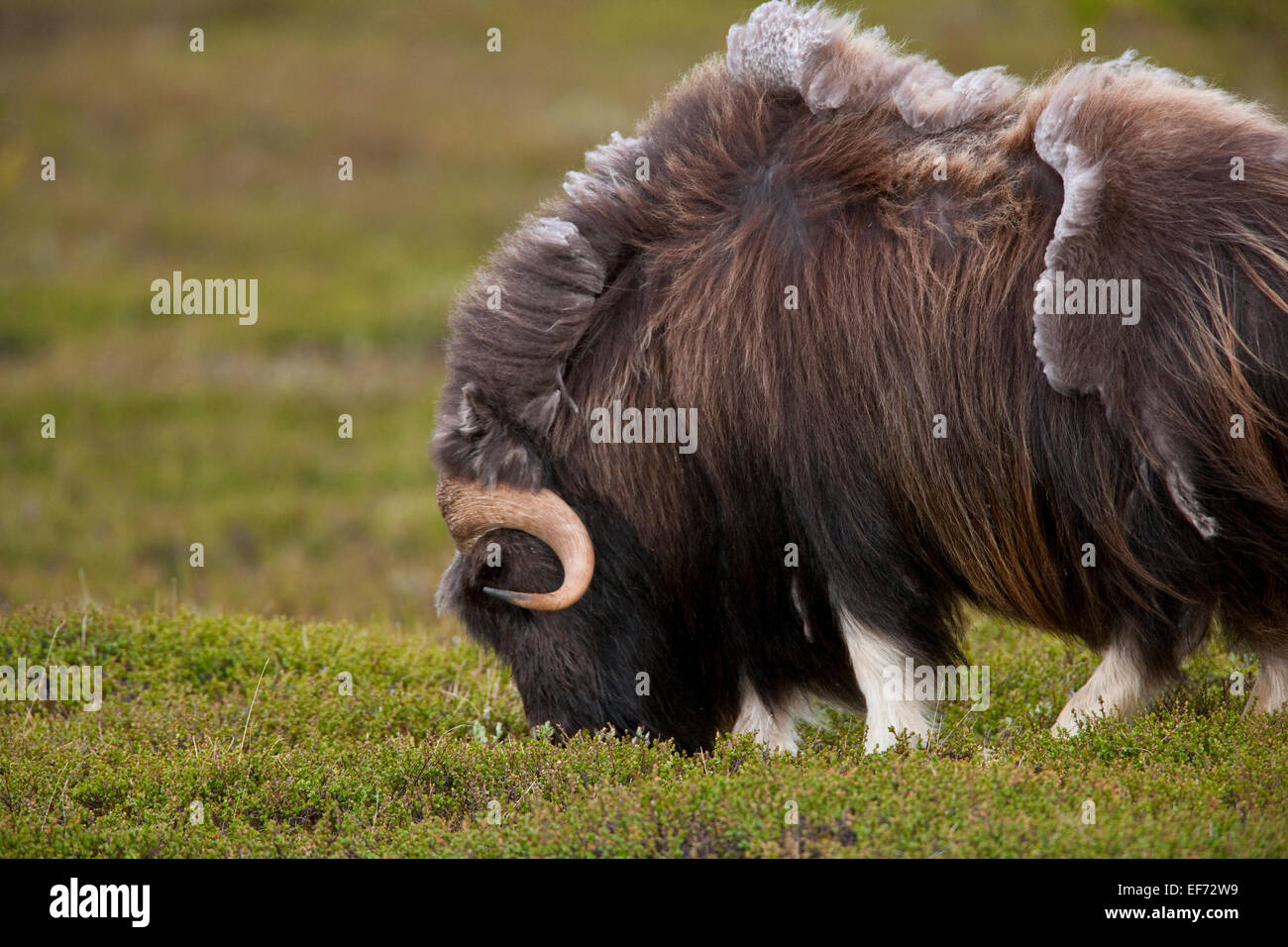 Male musk ox feeding Stock Photo - Alamy