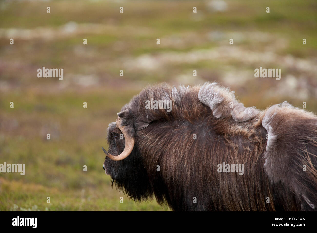 Male musk ox Stock Photo - Alamy