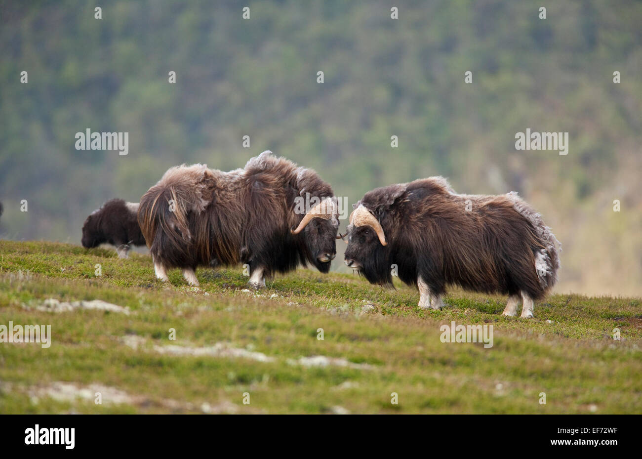 Musk ox bulls Stock Photo - Alamy