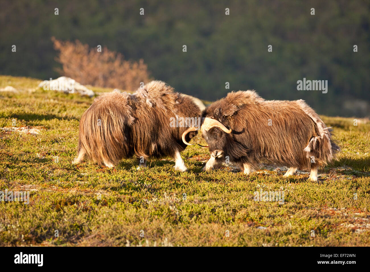 Male musk oxen Stock Photo - Alamy