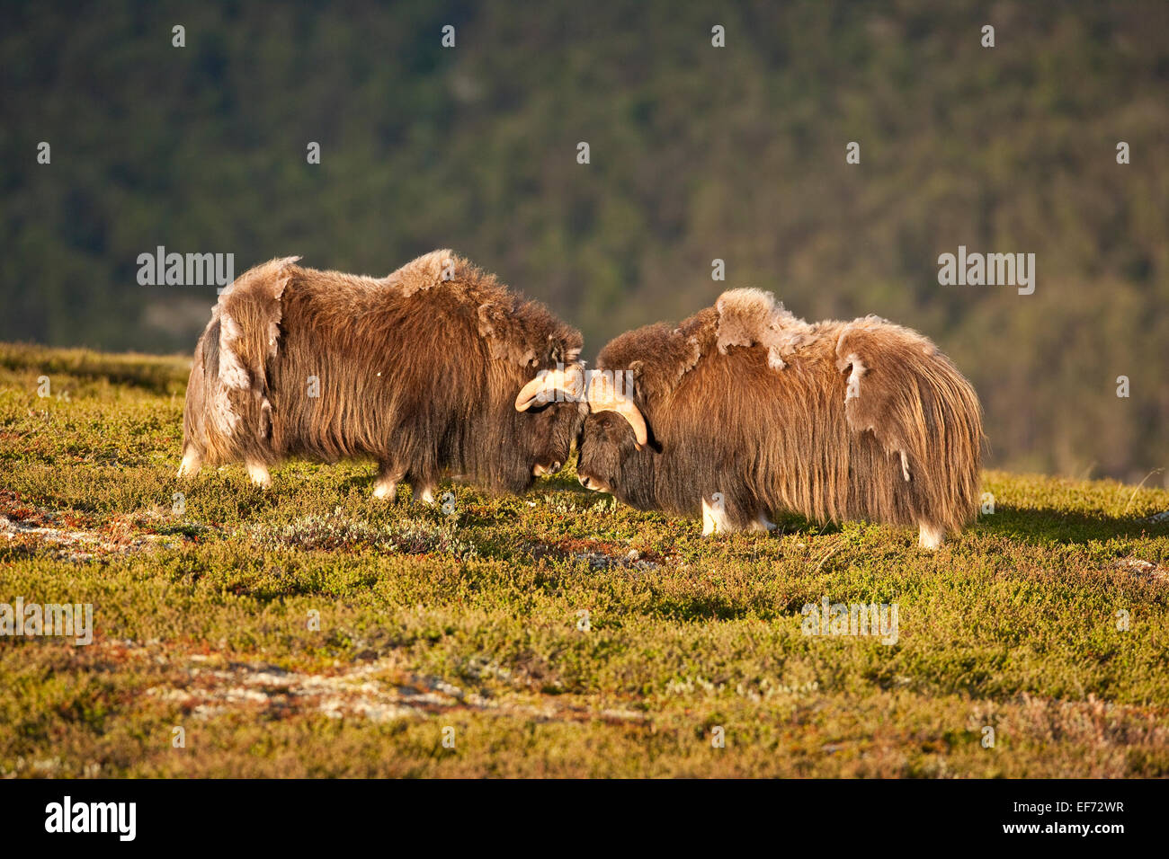 Male musk oxen Stock Photo - Alamy