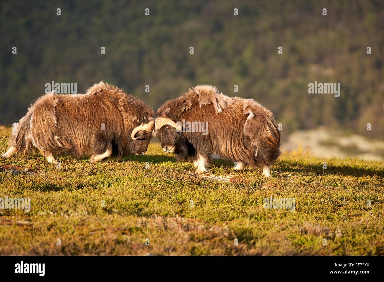 Male musk oxen Stock Photo - Alamy