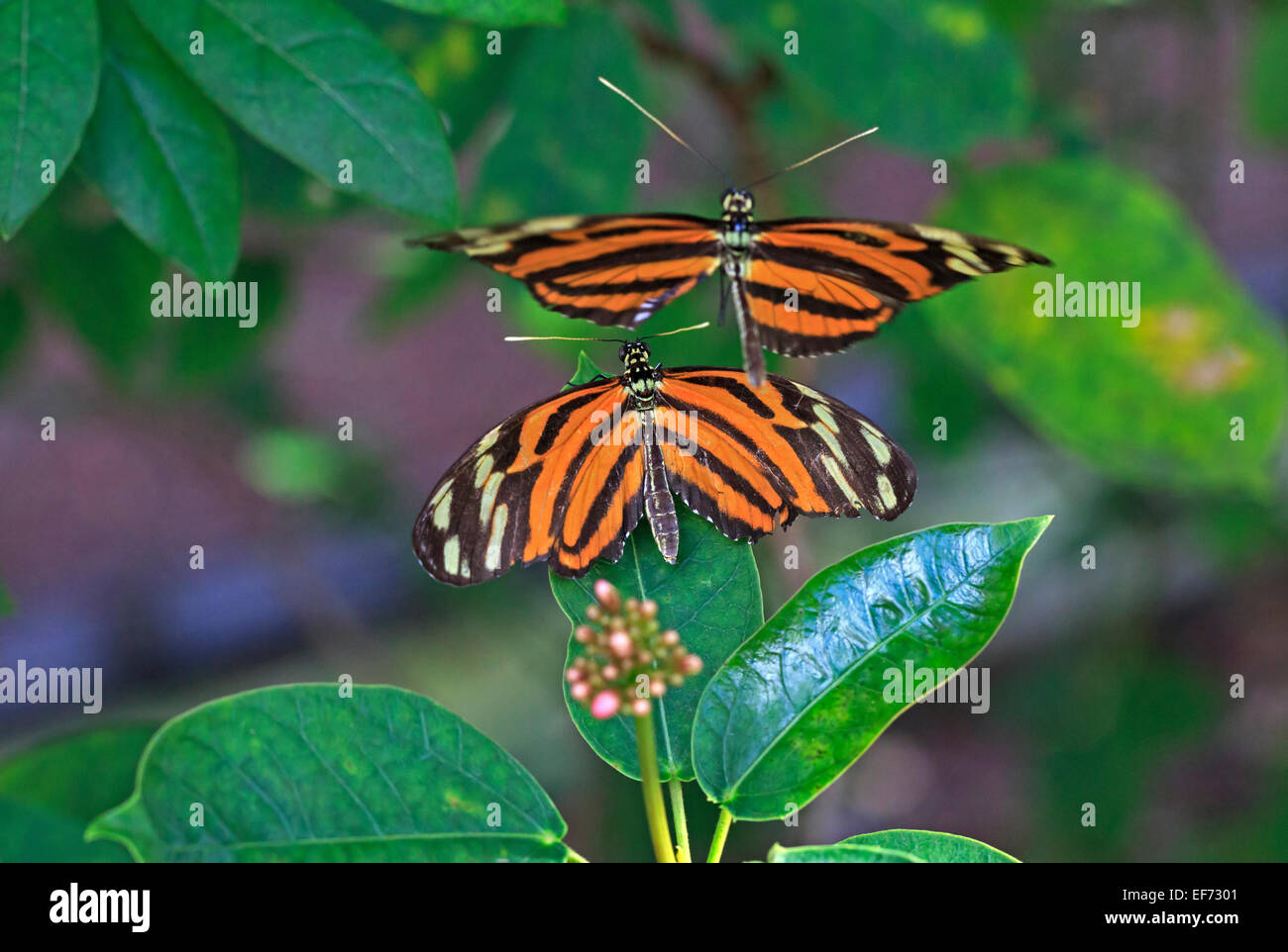 Ismenius Tiger, Heliconius ismenius Stock Photo - Alamy