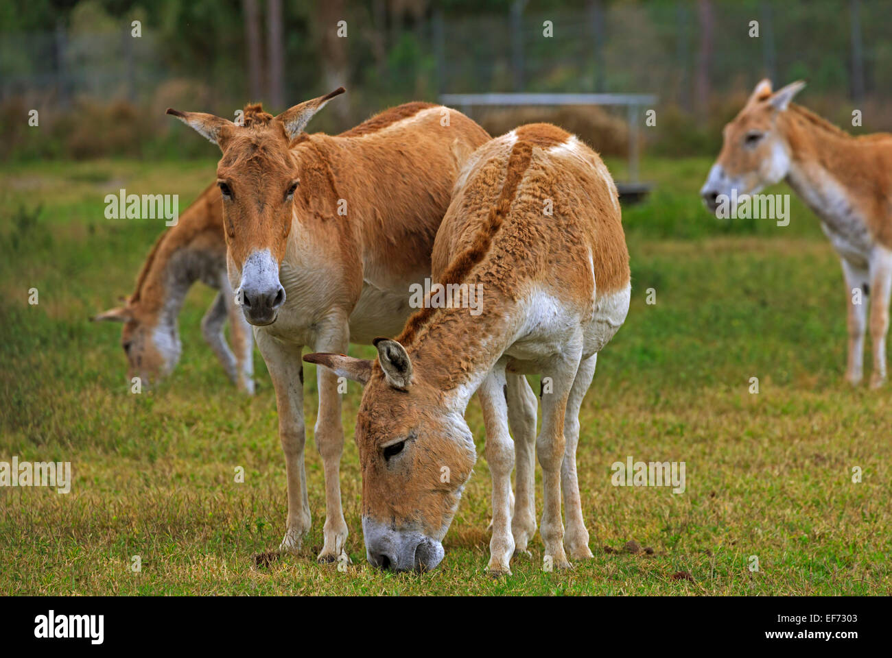 Turkmenian kulan, Equus hemionus kulan Stock Photo - Alamy