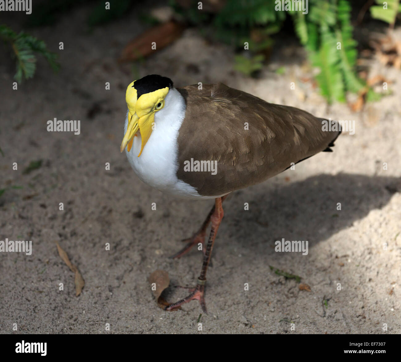 Masked lapwing, Vanellus miles Stock Photo - Alamy