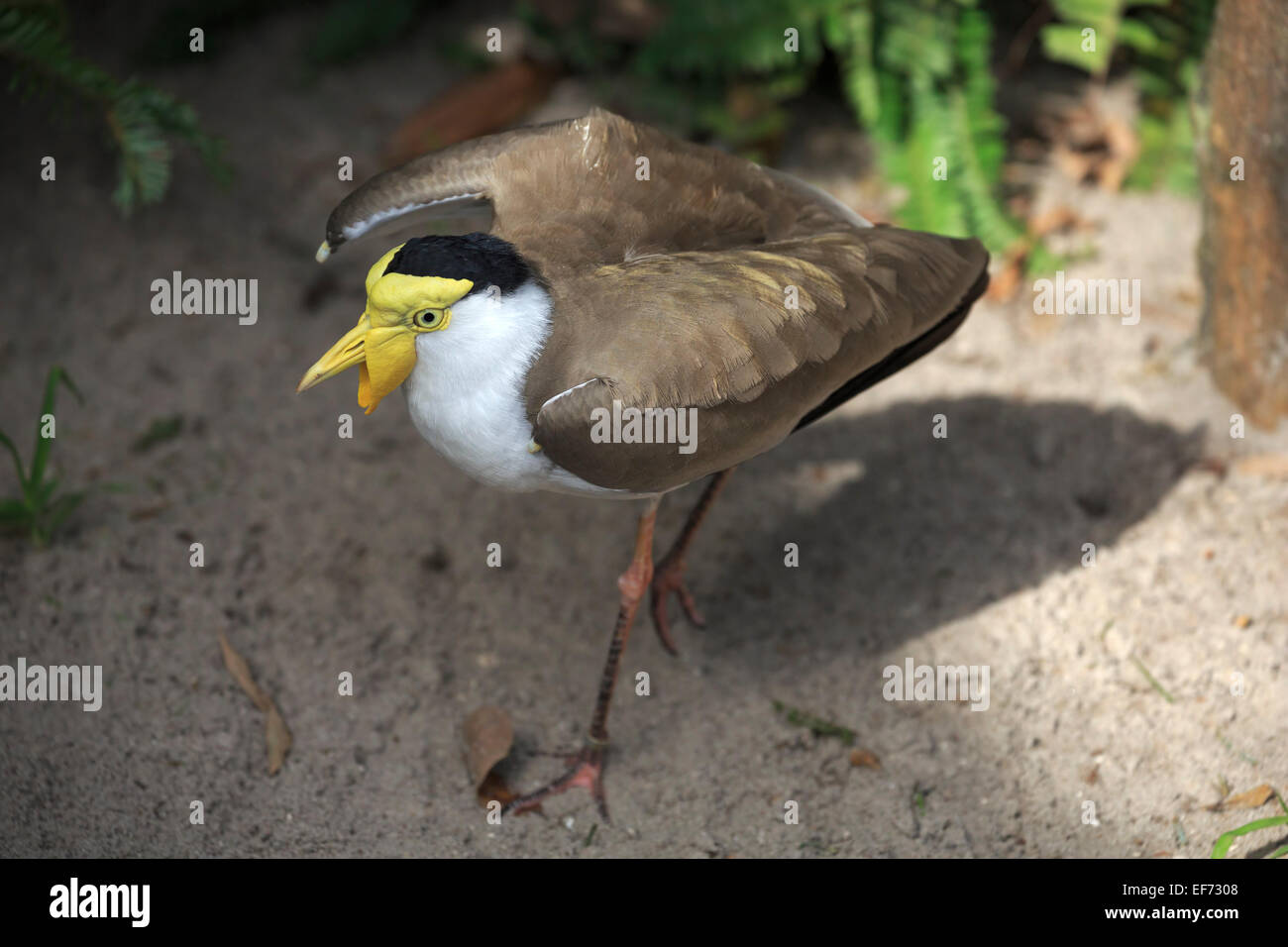 Black winged lapwing hi-res stock photography and images - Alamy