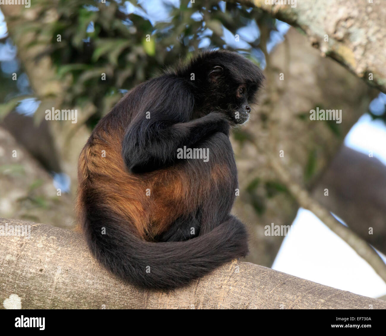 Mexican spider monkey, Ateles geoffroyi vellerosus Stock Photo - Alamy