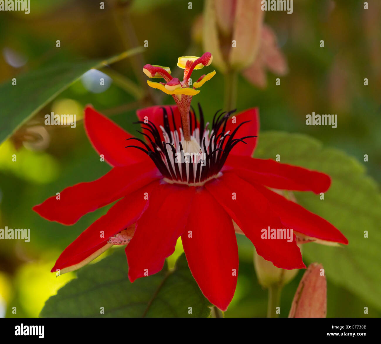 Passionflower bloom hi-res stock photography and images - Alamy