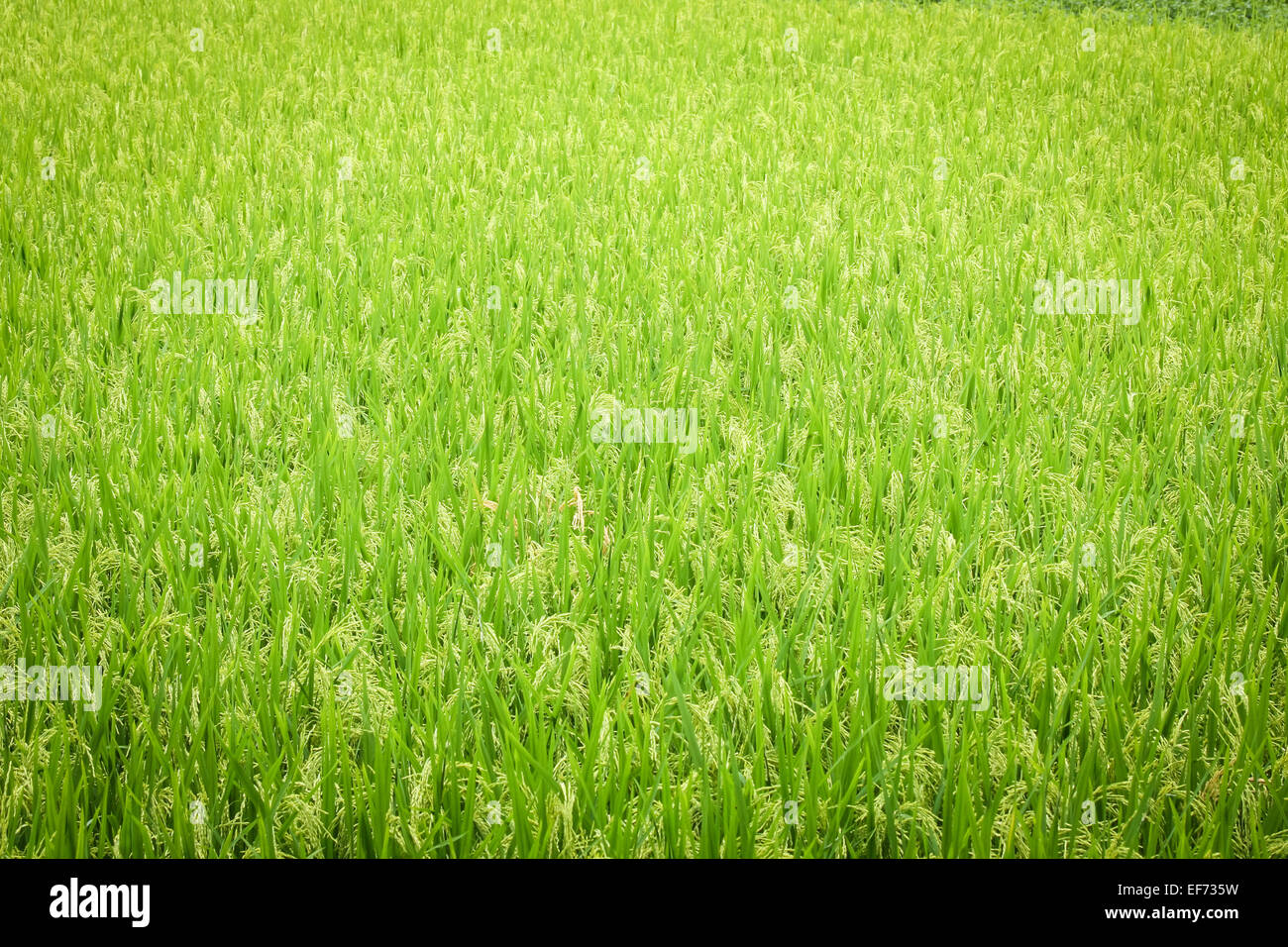 Fresh rice field background Stock Photo - Alamy