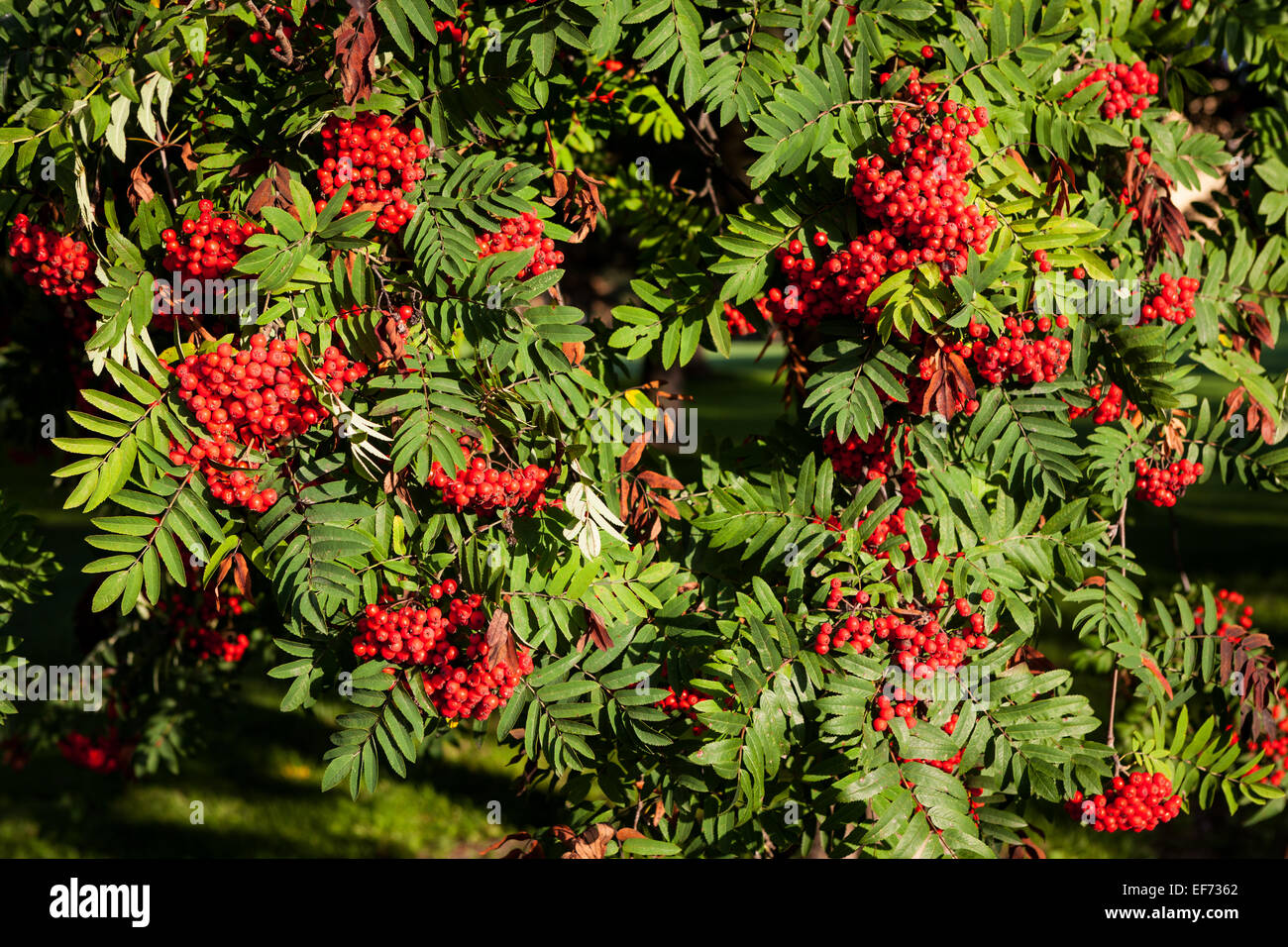 rowan berries ripening on tree Stock Photo - Alamy