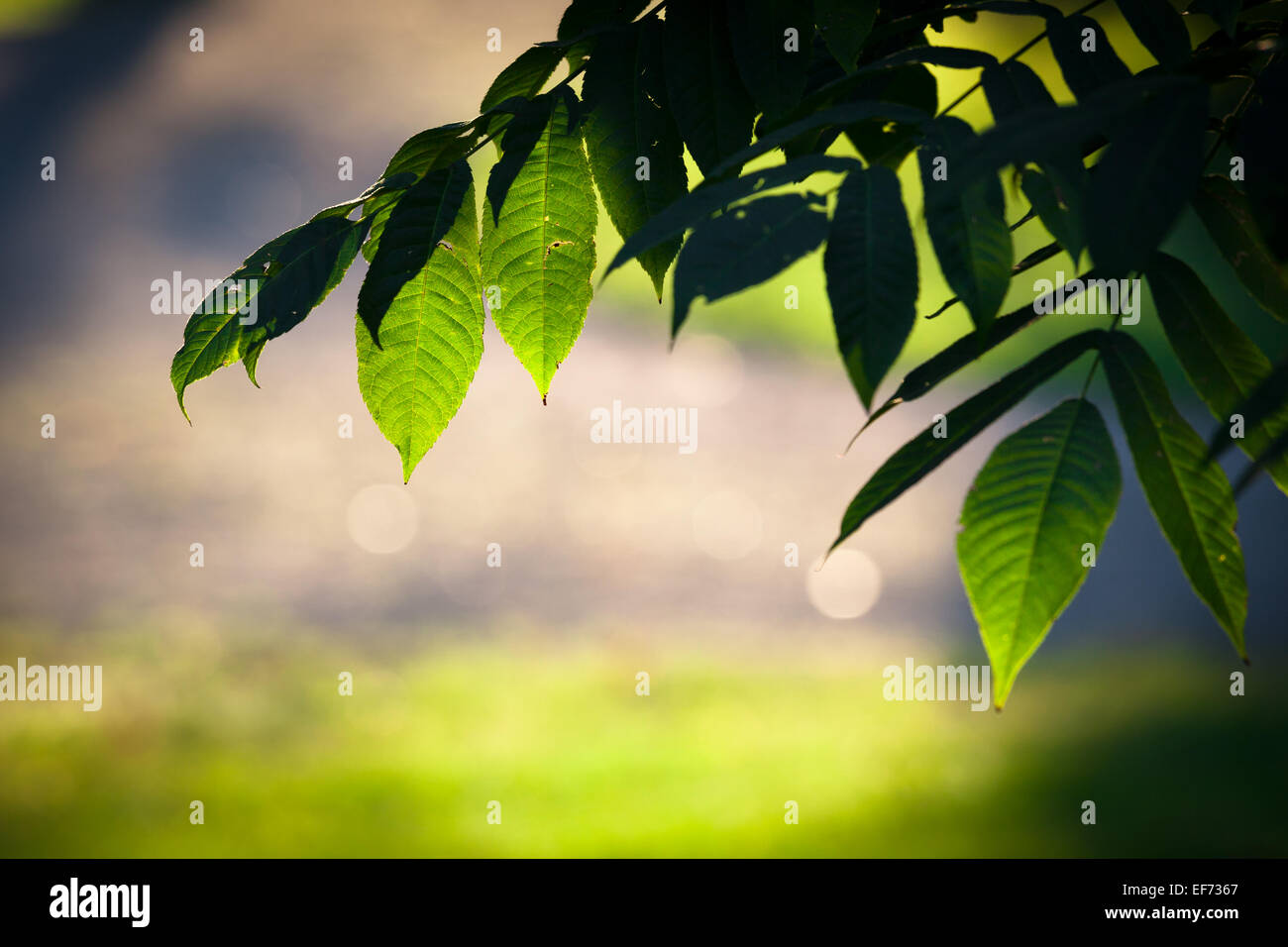 Fresh green leaves background Stock Photo - Alamy
