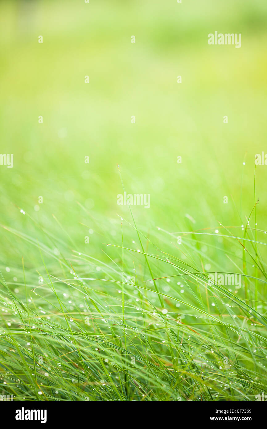 Abstract moisture grass background Stock Photo - Alamy