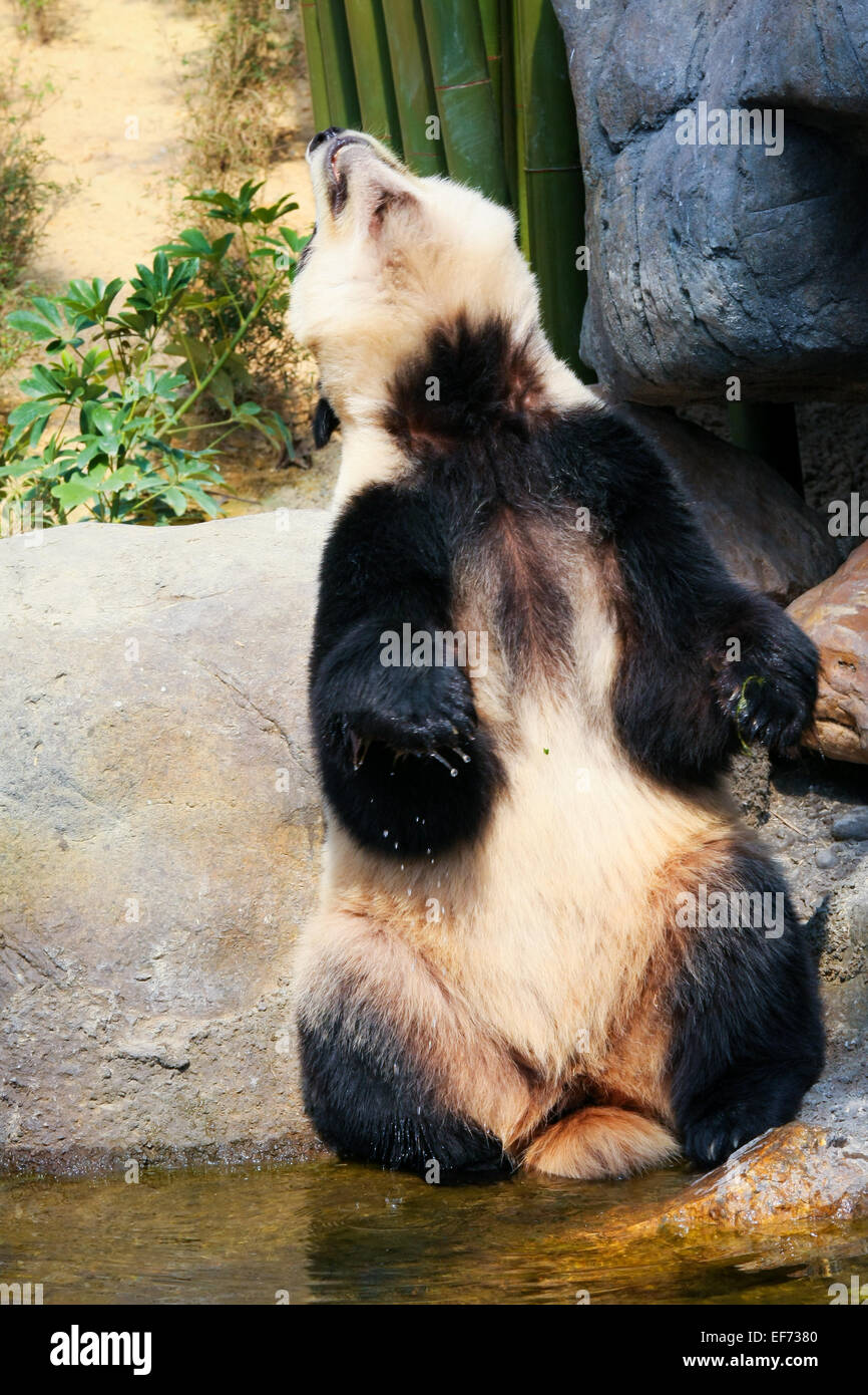 Panda near water Stock Photo - Alamy