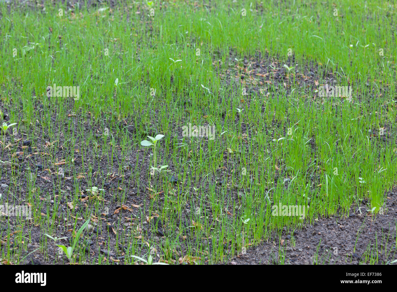 New grass growing Stock Photo - Alamy