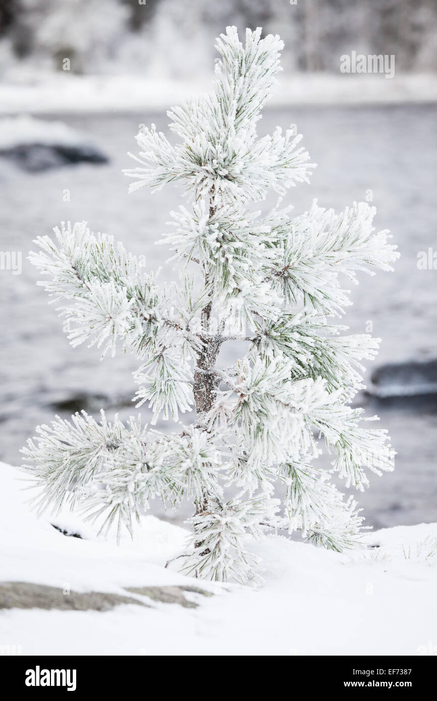 Small tree covered in snow Stock Photo - Alamy