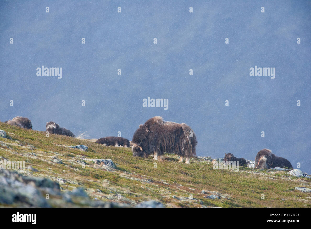Heard of musk oxen feeding Stock Photo - Alamy