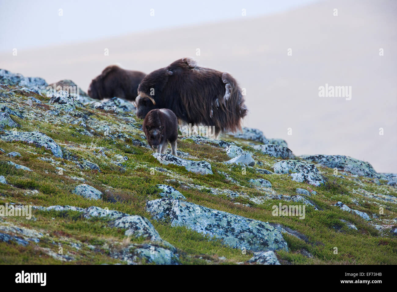 Musk ox calf feeding Stock Photo - Alamy