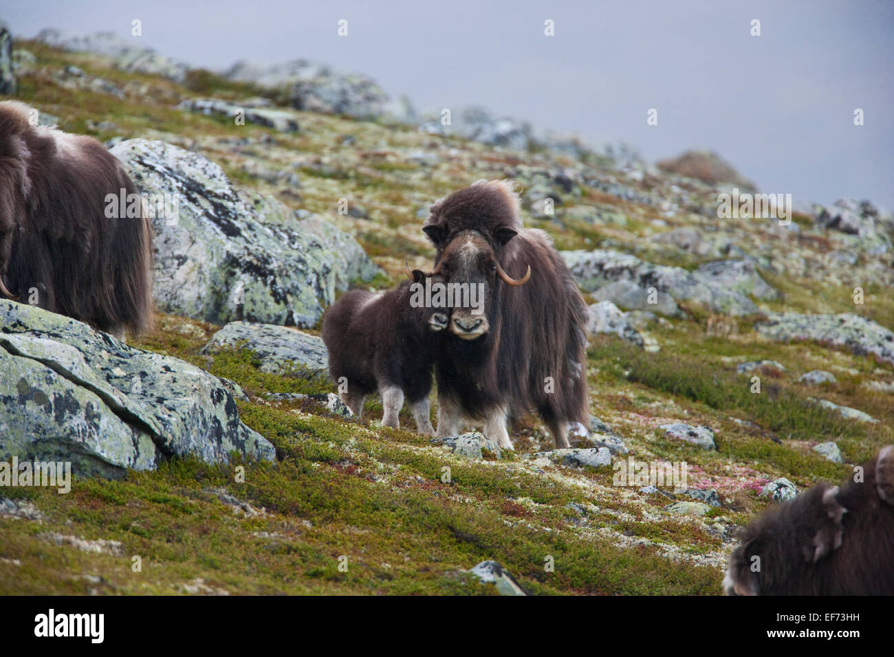 Musk ox calf and mother Stock Photo - Alamy