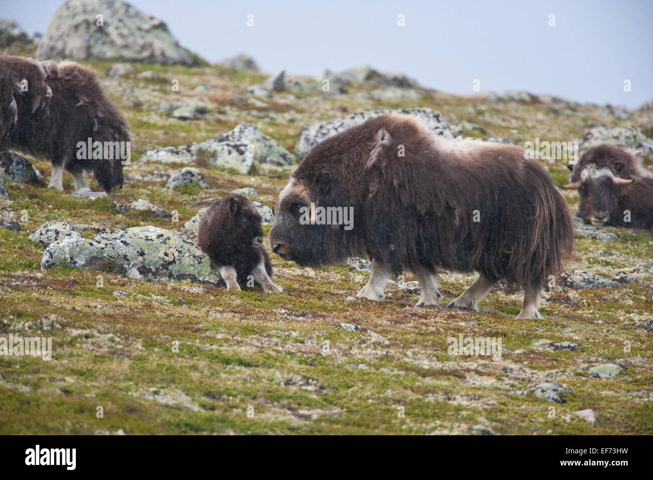 Female musk ox and a calf Stock Photo - Alamy