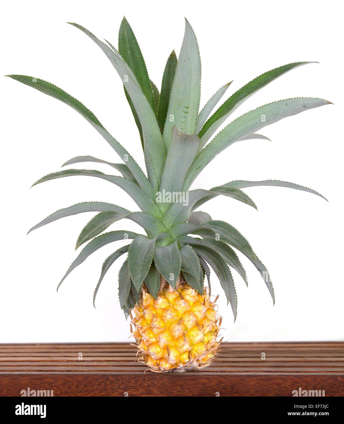 Victoria pineapple hi-res stock photography and images - Alamy