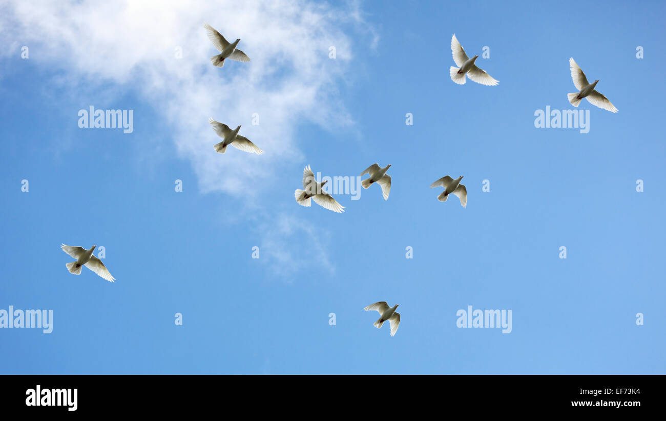 White Doves (Columbidae) in flight against a slightly cloudy sky ...