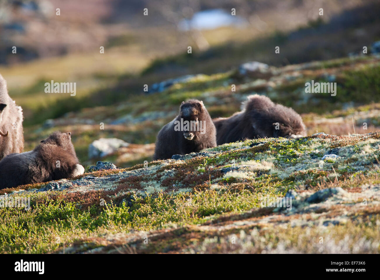 Musk ox calves Stock Photo - Alamy