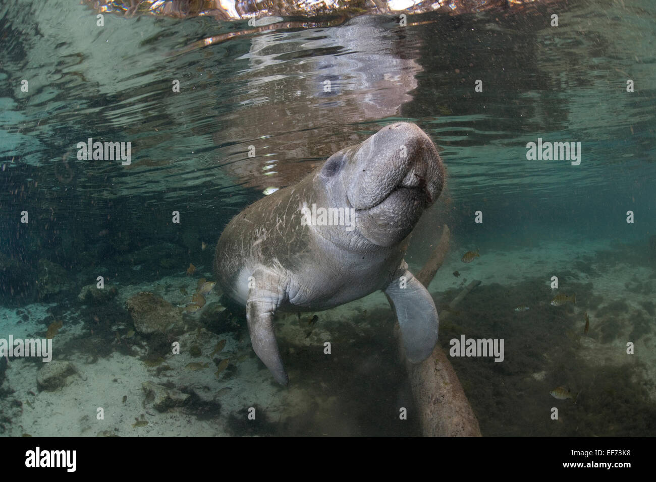 West Indian Manatee (Trichechus manatus), Florida, USA Stock Photo - Alamy