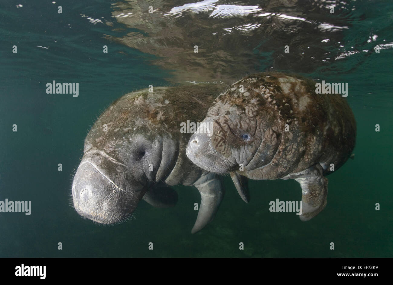 West Indian Manatee (Trichechus manatus), female and calf, Florida, USA ...