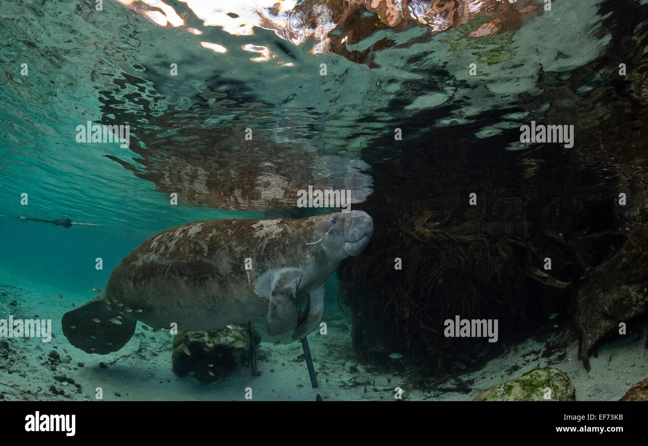 West Indian Manatee (Trichechus manatus), Florida, USA Stock Photo - Alamy