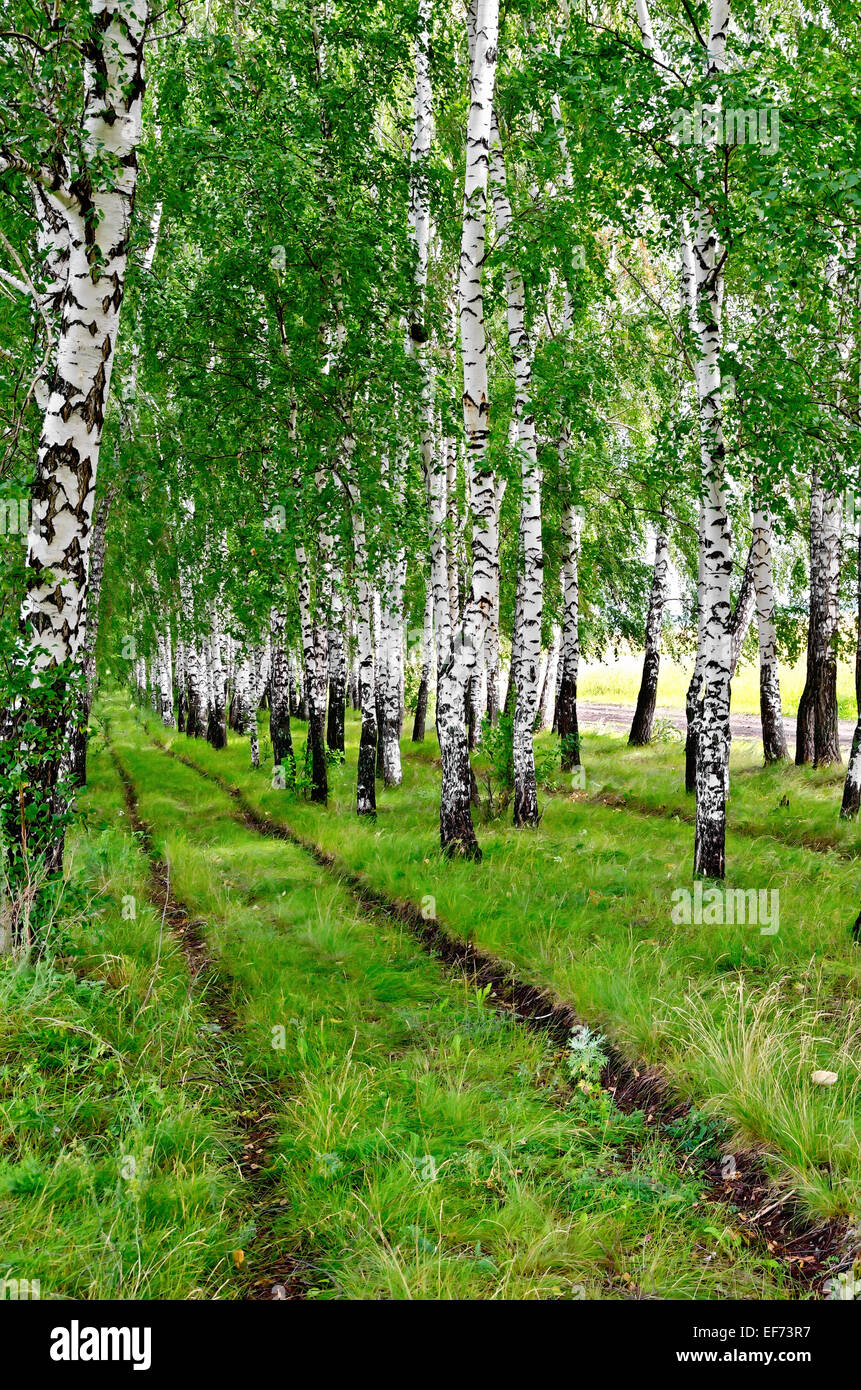 Birchwood with road Stock Photo - Alamy