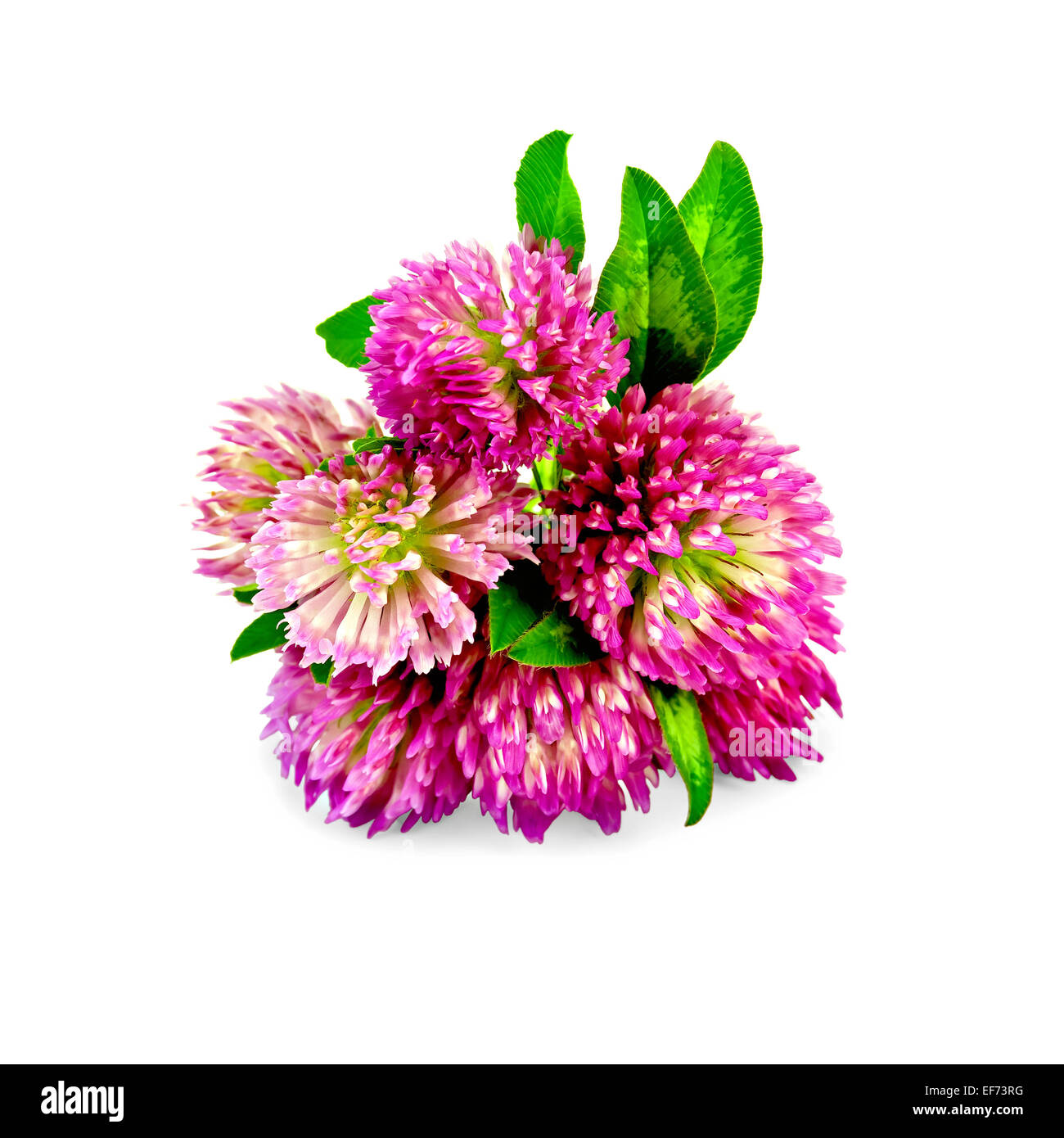 Clover bouquet Cut Out Stock Images & Pictures - Alamy