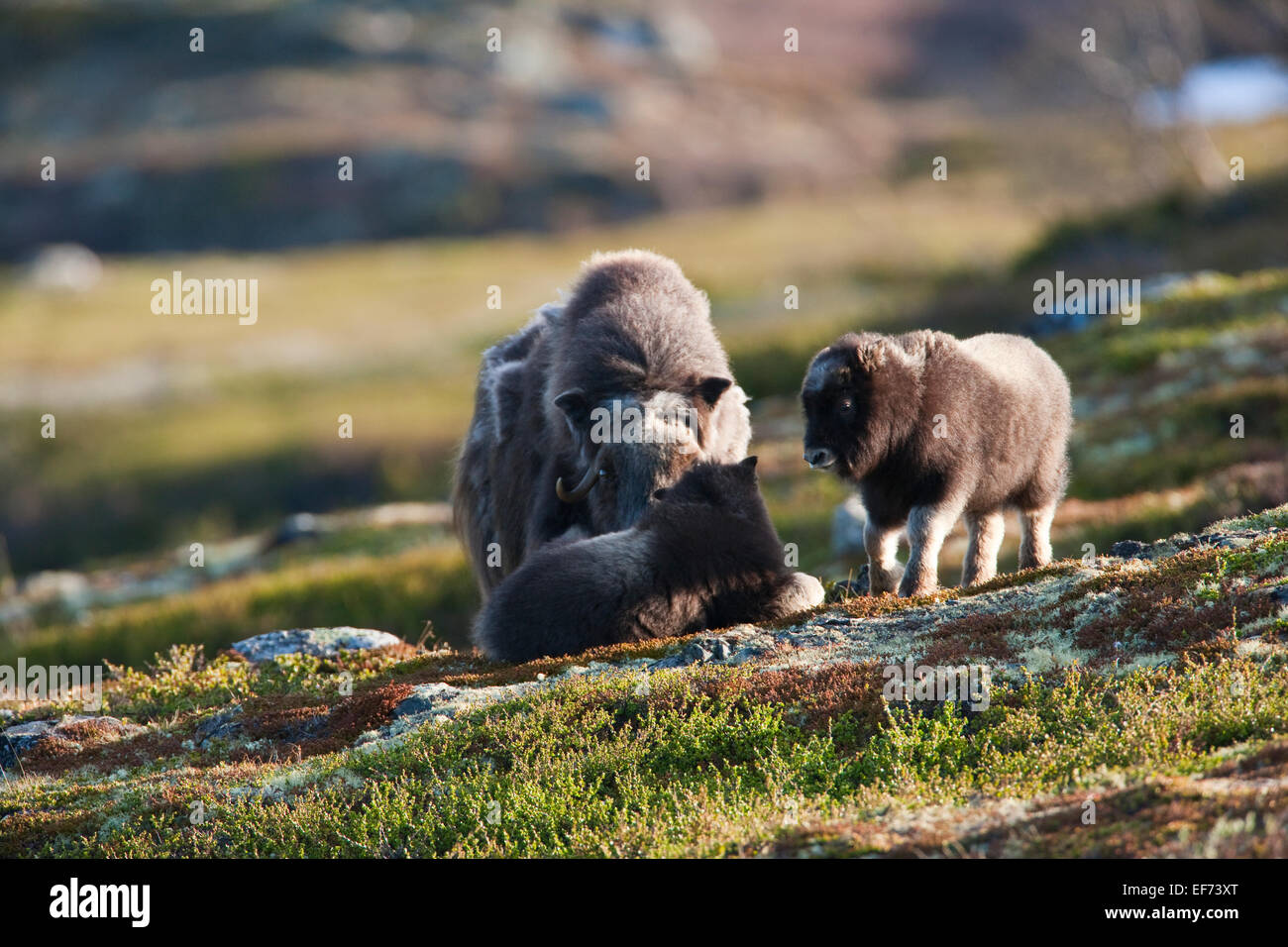 Musk ox calves Stock Photo - Alamy