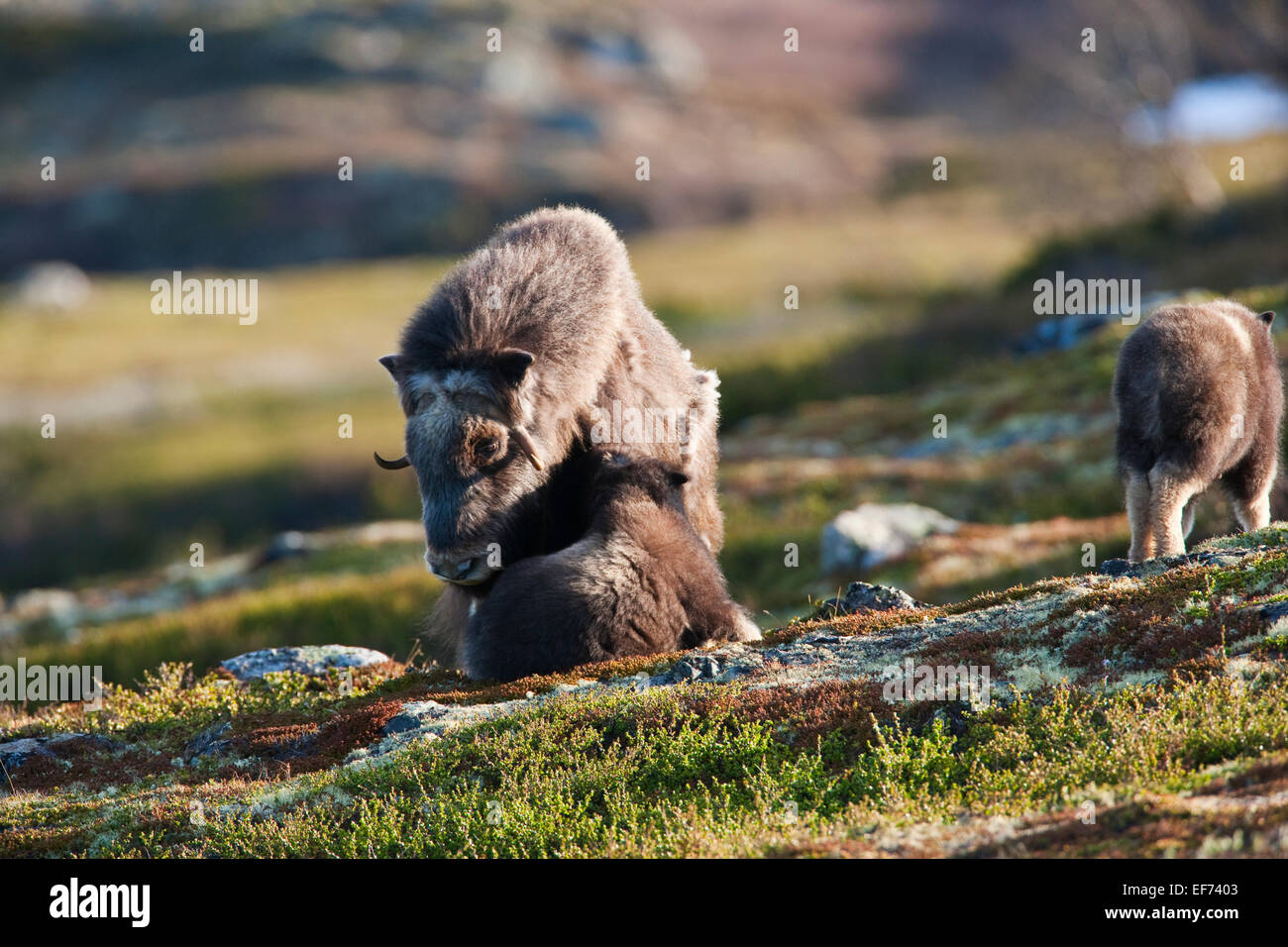Female musk ox nursing a calf Stock Photo - Alamy
