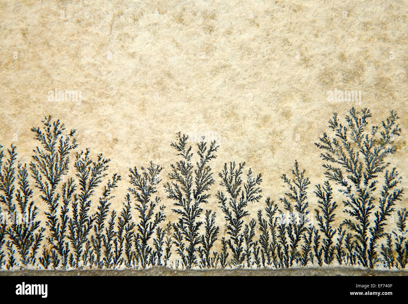 Dendrites hi-res stock photography and images - Alamy
