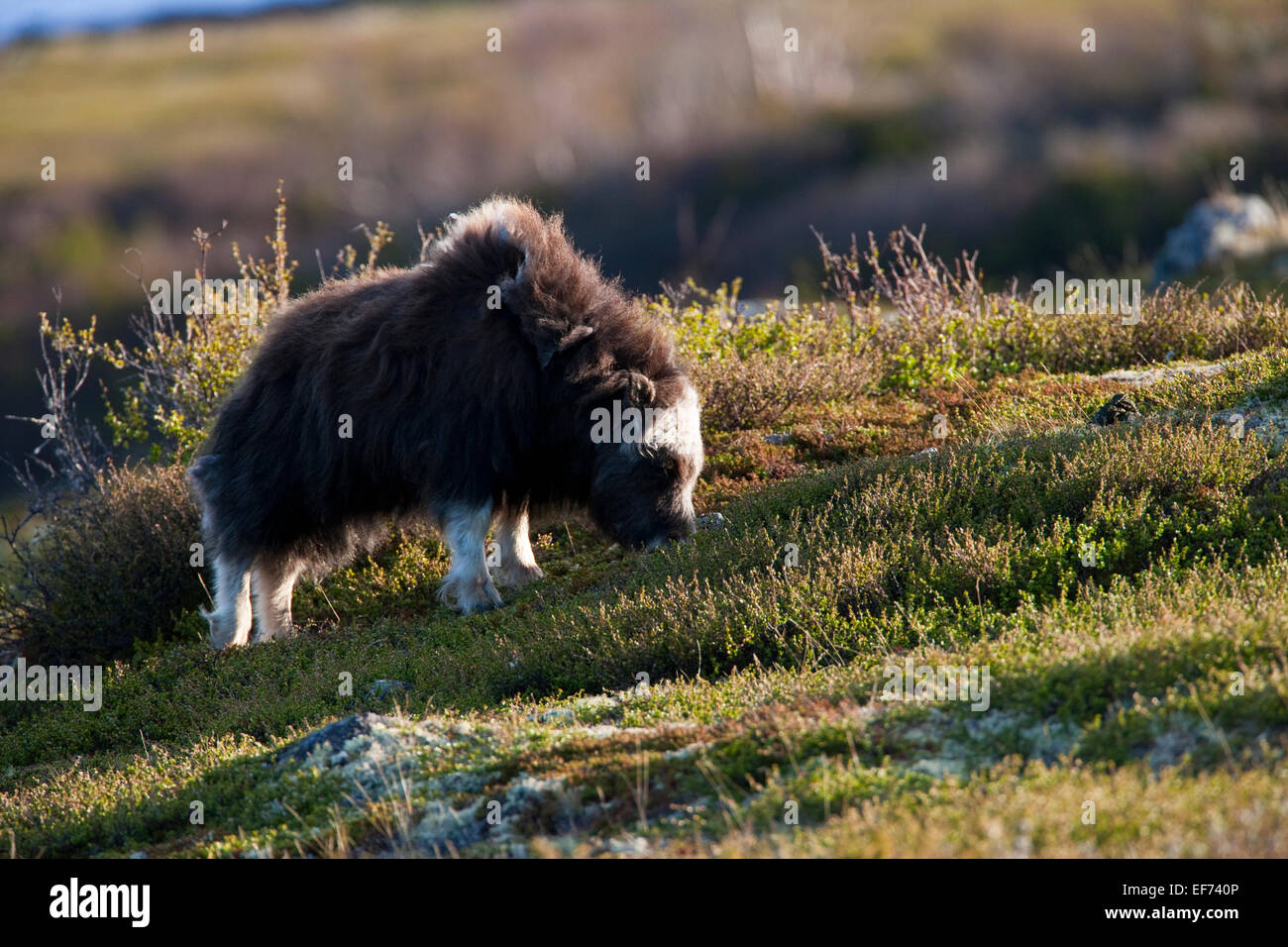 Juvenile musk ox feeding Stock Photo - Alamy