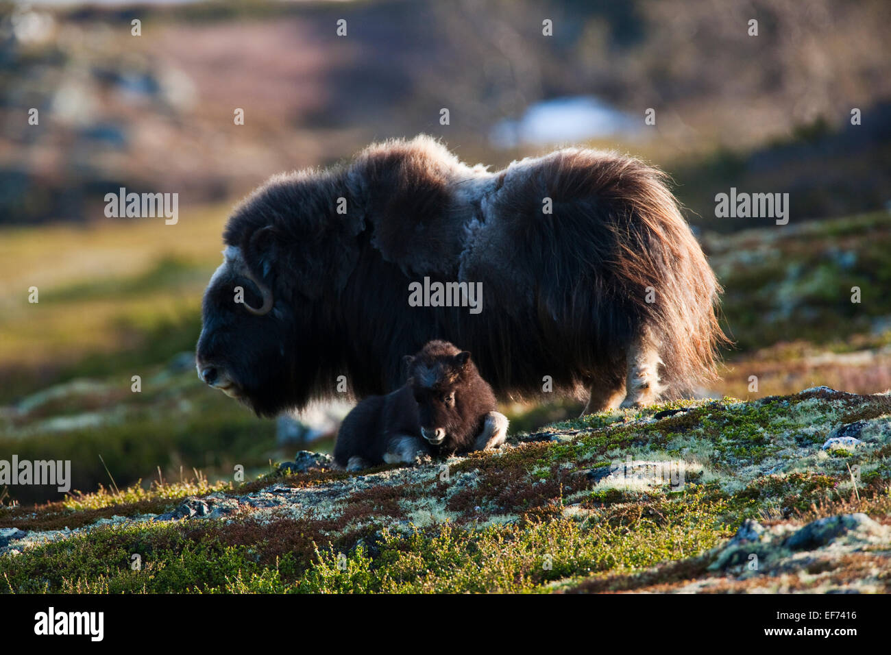 Female musk ox and a calf Stock Photo - Alamy