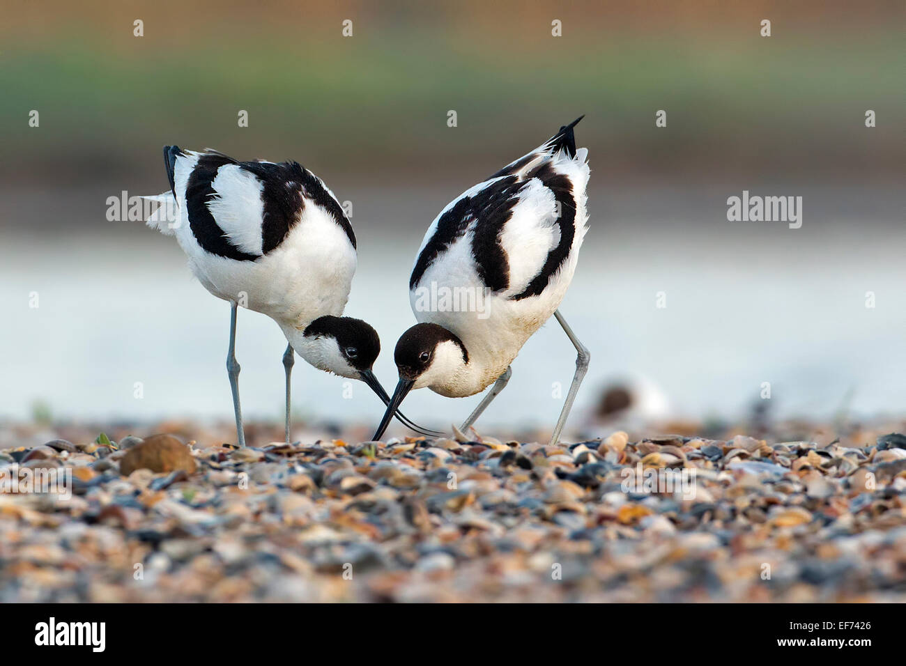 Pied avocet (Recurvirostra avosetta), pair in courtship, Texel, West ...