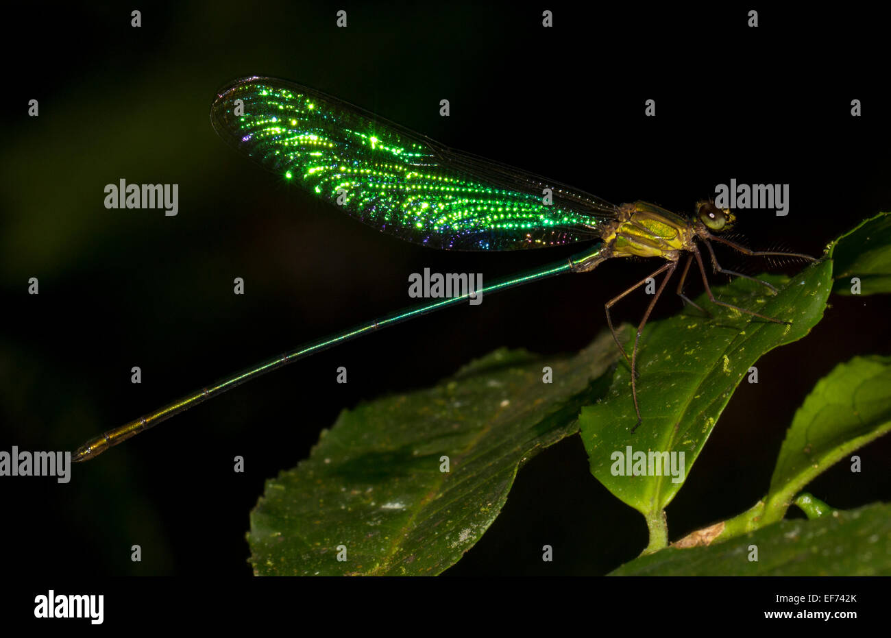 Dragonfly in the rainforest of Andasibe, East Coast, Madagascar Stock ...