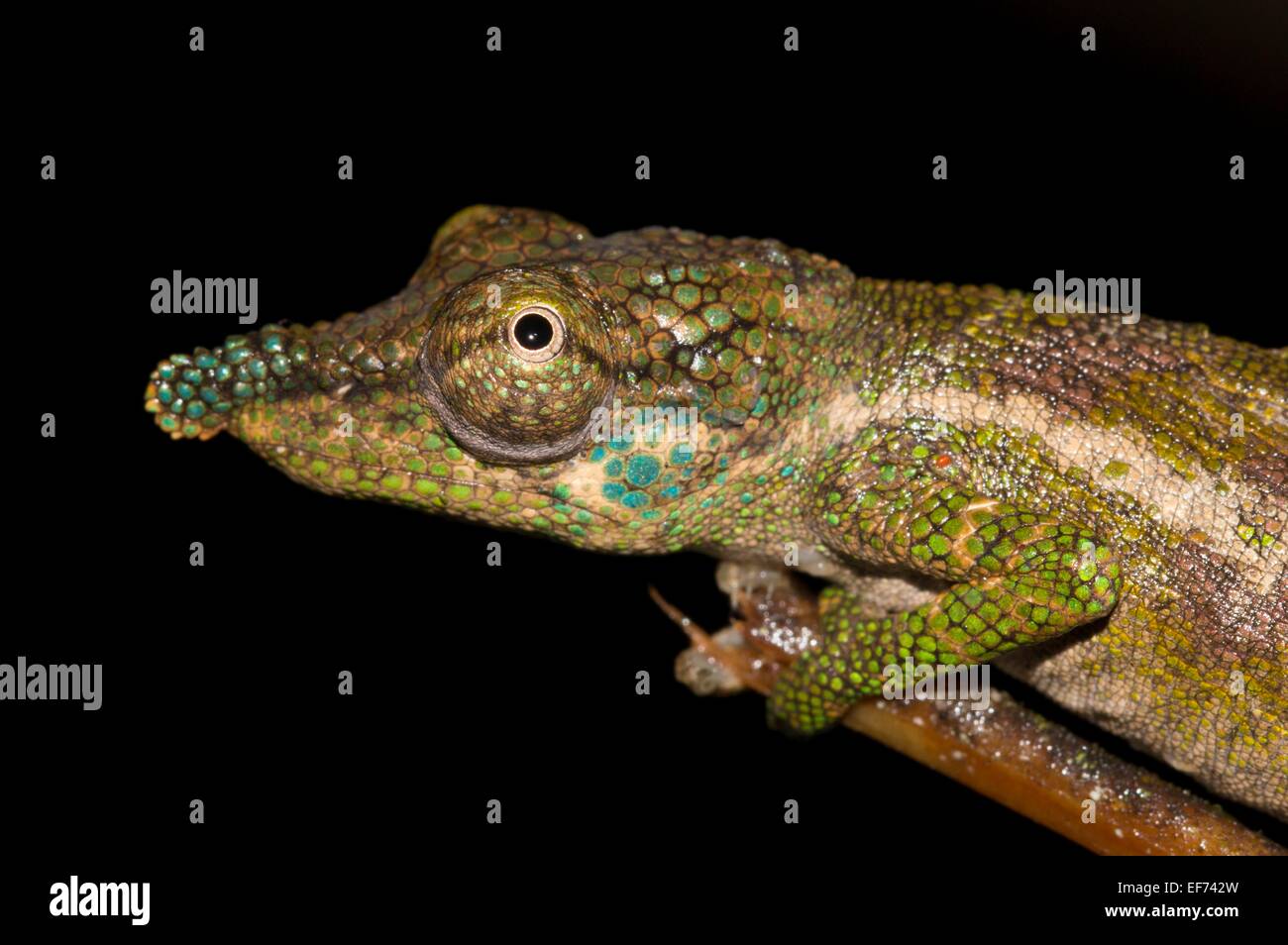 Nose-horned Chameleon (Calumma nasutum) in the rainforest of Marojejy ...