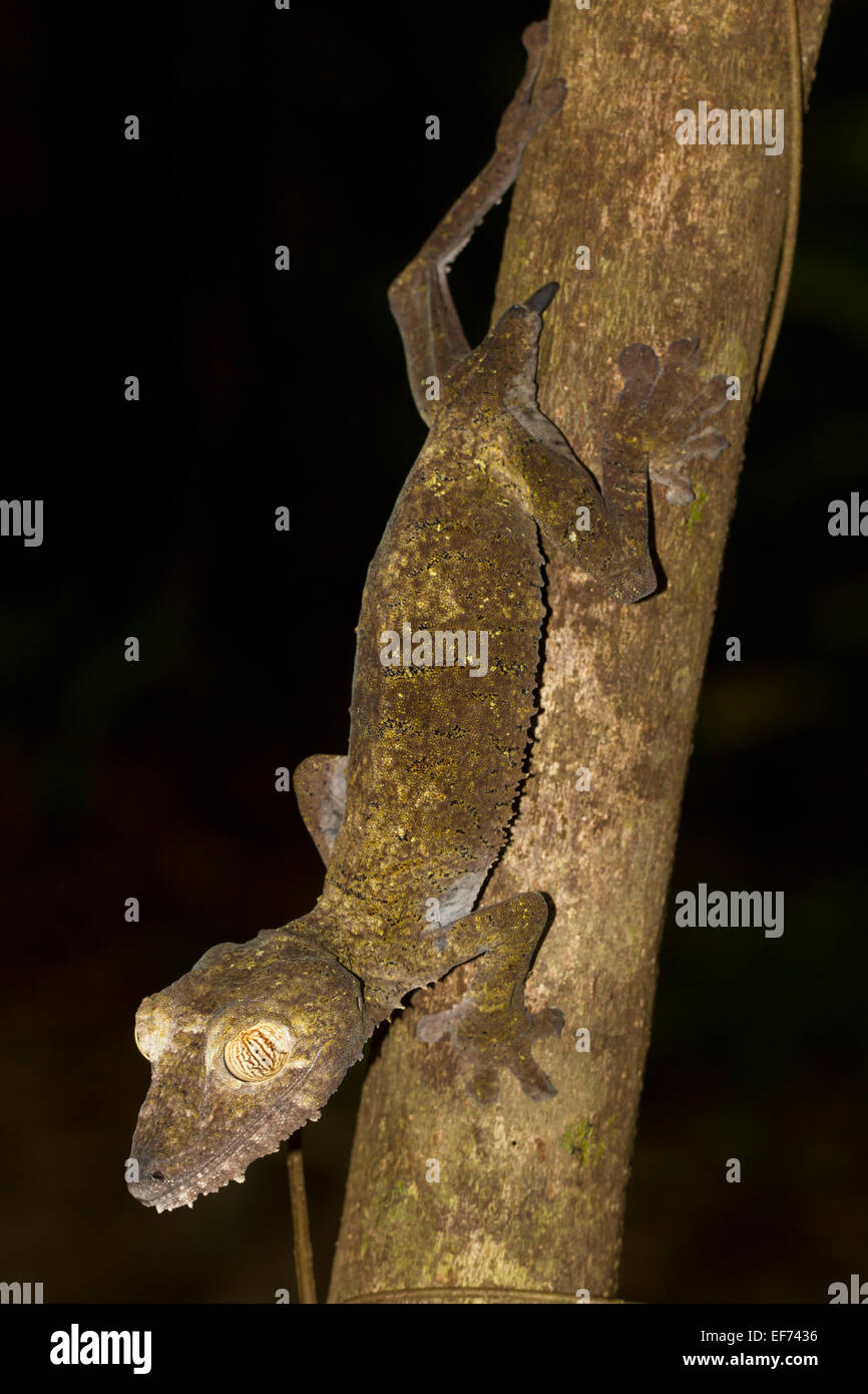 Gecko regrowing tail hi-res stock photography and images - Alamy